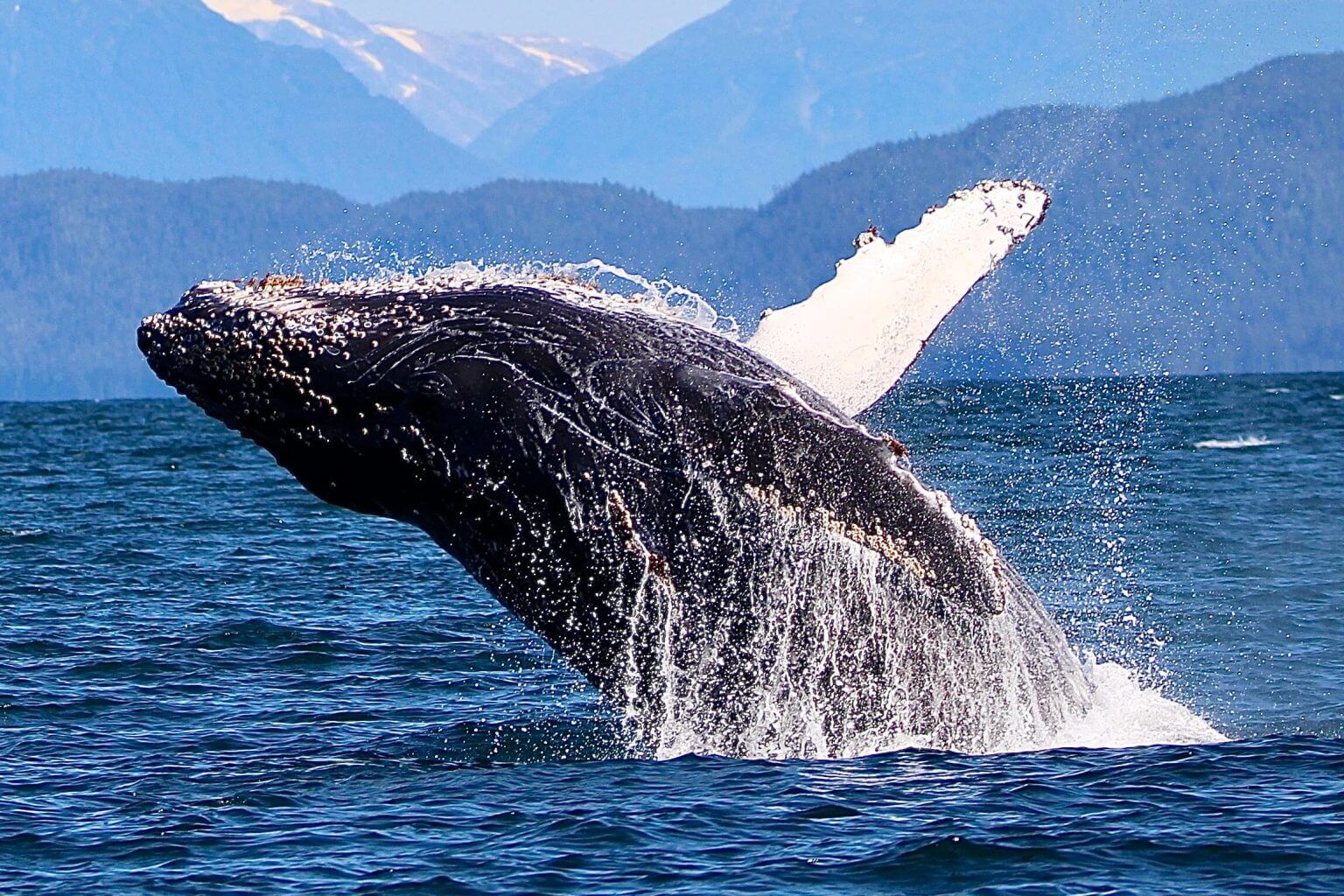 Whale Watching - Lost in Alaska Adventures